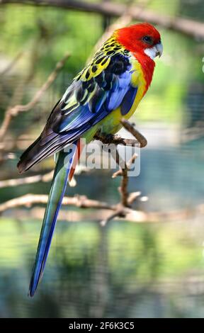 Eastern rosella (Platycercus eximius) in flight, captive, Germany Stock ...