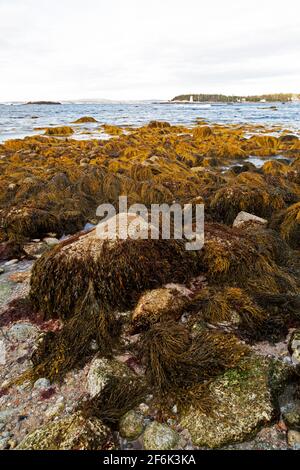 Seaweed on rocks at Indian Harbour in Nova Scotia, Canada. The harbour ...