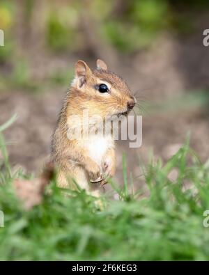 Striped funny chipmunk with full cheeks eating cedar nuts from pine ...