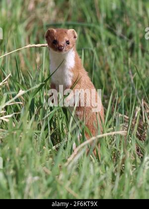 The smallest weasel (Mustela nivalis Stock Photo - Alamy