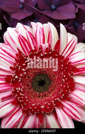 Gerbera. Flower pic David Sandison Stock Photo - Alamy