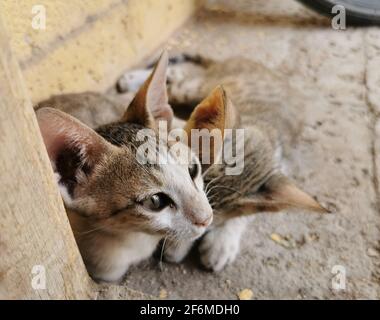 photo of beautiful cat and kittins Stock Photo - Alamy