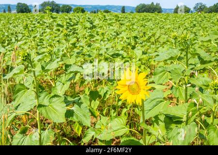 Sunflower Field, Umbria, Italy Stock Photo - Alamy