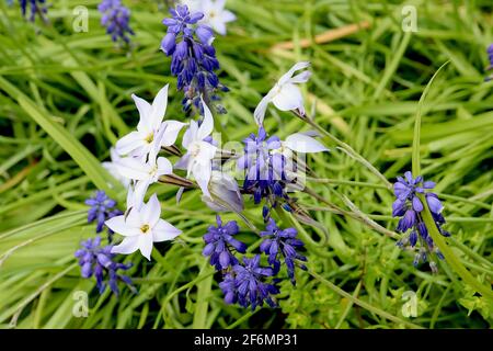 Ipheion uniflorum ‘White Star’ (Spring Starflower Stock Photo - Alamy