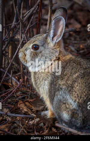 Mountain Cottontail Rabbit (Sylvilagus nuttallii), Montana, US Stock ...