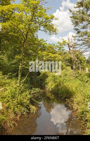 River Llan, Penllergare Valley Woods, Penllergaer, Swansea, South Wales ...