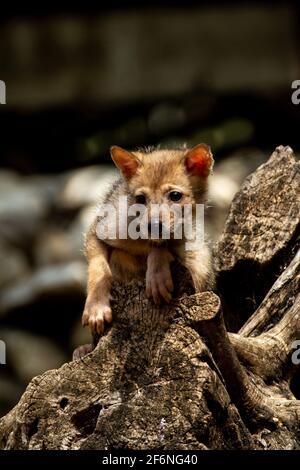 Curious Cubs of a Golden Jackal (Canis aureus), also called the Asiatic ...