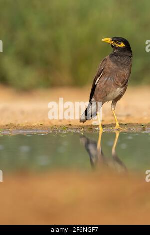 One black Common Myna bird on tree Stock Photo - Alamy