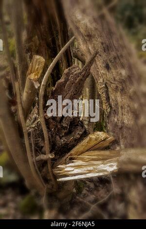 Semi-abstract natural environmental still-life with broken branch ...
