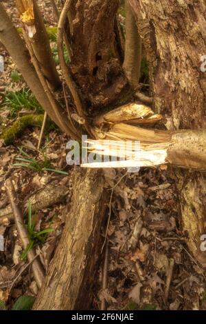 Semi-abstract natural environmental still-life with broken branch ...