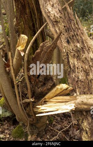 Semi-abstract natural environmental still-life with broken branch ...