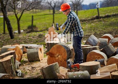 Lumberjack hammering a wedge into a sawn huge beech log to pry it open ...