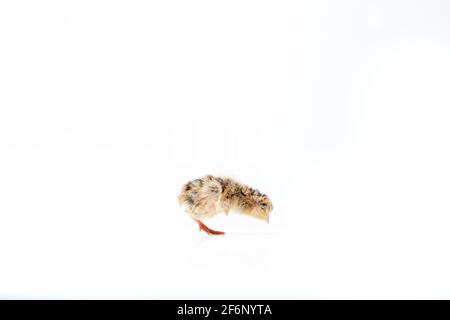 Newborn quail ball on white background Stock Photo - Alamy