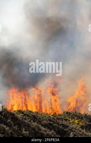30 March 2021. Wildfire strikes woodland area near Kingston in Moray ...