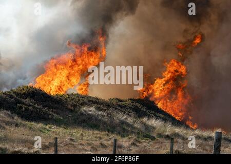 30 March 2021. Wildfire strikes woodland area near Kingston in Moray ...