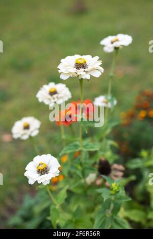 Gelenium autumn Helenium, Fuego planting and care in open ground ...