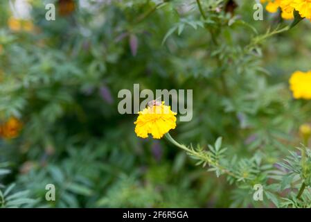 Gelenium autumn Helenium, Fuego planting and care in open ground ...