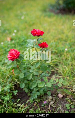 Gelenium autumn Helenium, Fuego planting and care in open ground ...