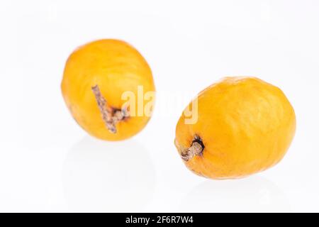 Spondias purpurea - plum, jobo, xocote, plum of huesito, jocote, cocota ...