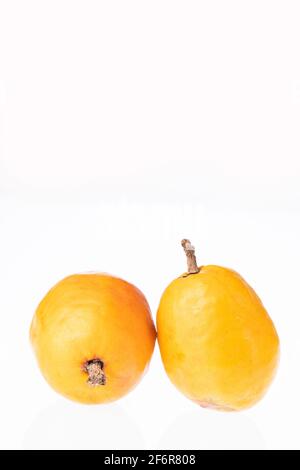 Spondias purpurea - plum, jobo, xocote, plum of huesito, jocote, cocota ...