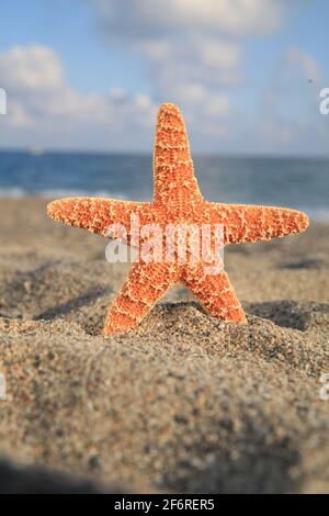 Bright orange Starfish on sandy beach in Antigua Stock Photo - Alamy