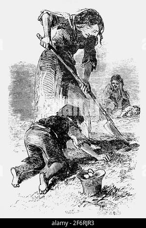 The Irish Potato Famine. An engraving from the Illustrated London News ...