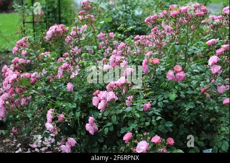 Pink shrub rose (Rosa) Carola blooms in a garden in June Stock Photo ...