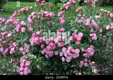 Pink shrub rose (Rosa) Carola blooms in a garden in June Stock Photo ...