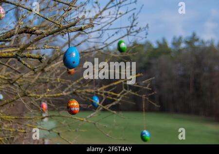 Colourful Easter eggs hang on a shrub in Franconian Switzerland ...
