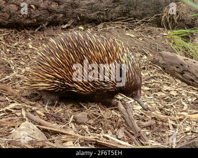 Echidna, spiny anteater, Tachyglossidae, Australia, egg-laying mammal ...