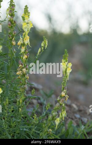 Vertical photo, Linaria vulgaris, the common toadflax, yellow toadflax ...