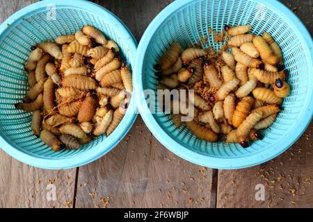 Sago beetle or worm palm weevil red motion in hand (Rhynchophorus ...