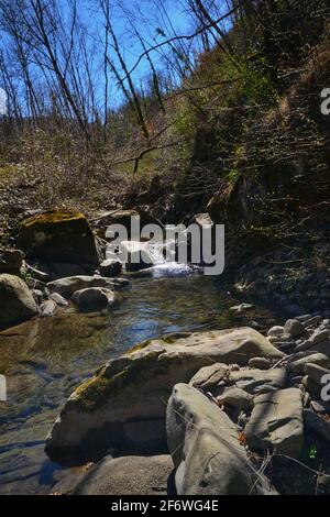 Small and narrow stream flowing throught the dense forest on early ...