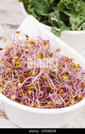Nutritious kale sprouts as source natural vitamins and minerals ...