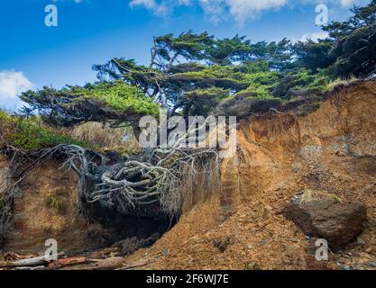 Kalaloch Tree of Life (aka the Kalaloch Tree Root Cave) is in Forks ...