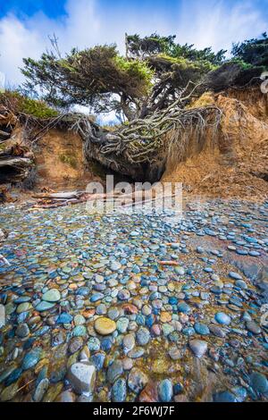 Kalaloch Tree of Life (aka the Kalaloch Tree Root Cave) is in Forks ...