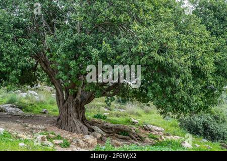 A big ancient carob tree, on a hillside in the Adullam region of Israel ...