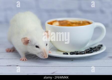 A cute white little rat sits next to a bouquet of red flowers. Flowers ...