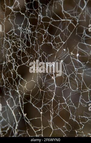 Abstract white pattern of a cracked glass pane Stock Photo - Alamy