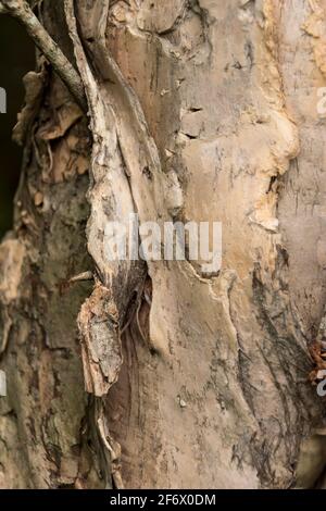 Paperbark tree (Melaleuca quinquenervia) trunk bark closeup, texture ...