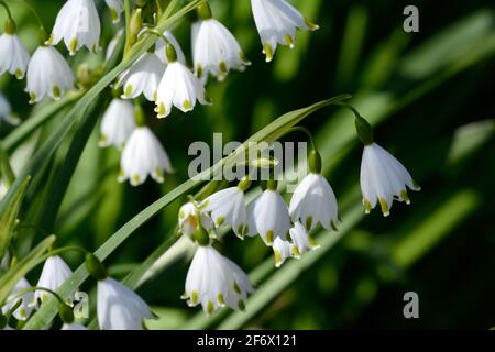Leucojum asetivum Gravetye Giant summer snowflake flowers large ...