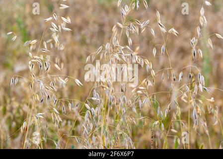 Sprouts of ripe oats on the field Stock Photo - Alamy