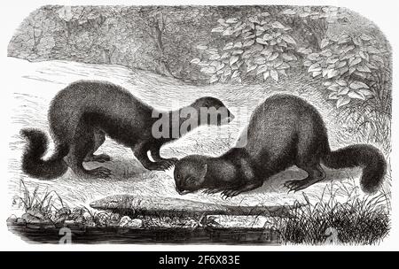Weasel (Putorius nivalis/Mustela vulgaris) the smallest European ...