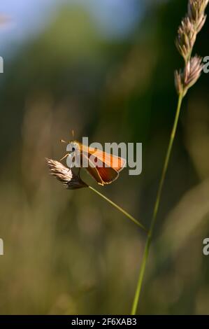 Small skipper butterfly, copper moth on a green leaf in the wild ...