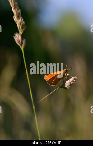 Small skipper butterfly, copper moth on a green leaf in the wild ...