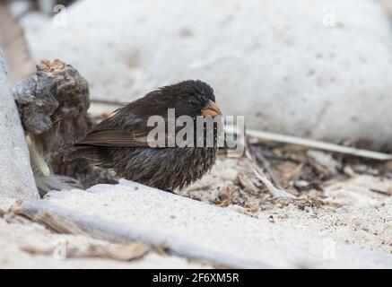 Sharp-beaked (Sharp-billed) Ground Finch (Geospiza difficilis) male ...