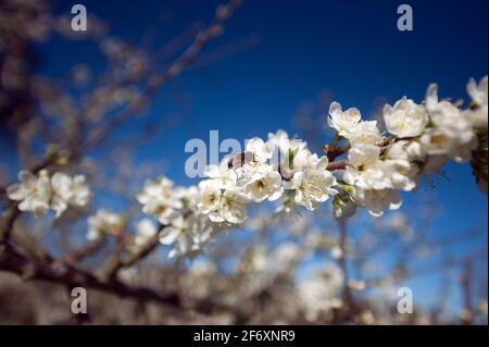Prunus domestica, flowering white Victoria plum tree, Kilbrannish South ...