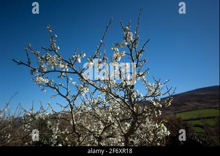 Prunus domestica, flowering white Victoria plum tree, Kilbrannish South ...