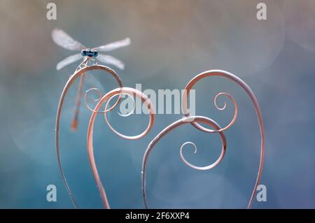 Close-up of a damselfly on a spiral tendril, Indonesia Stock Photo - Alamy