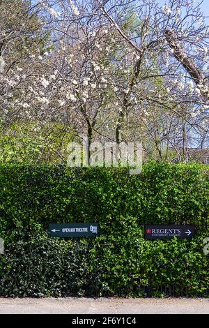 Regent's Park - Spring blossoming trees in Regent's Park, London, NW1 ...